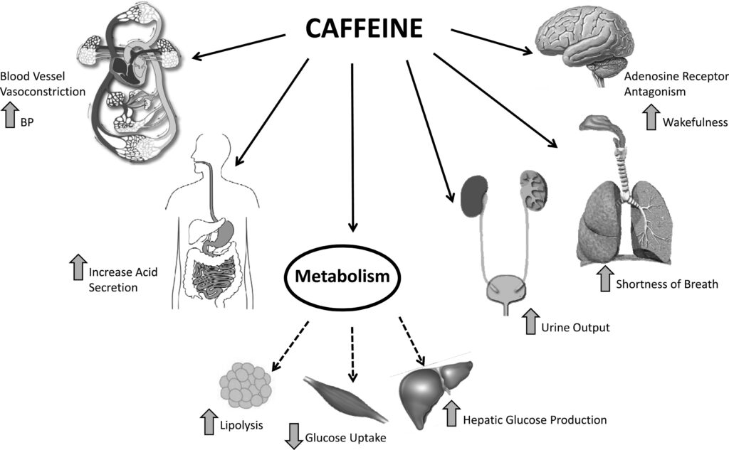 Caffeine Metabolism: Solve the mystery with your DNA test